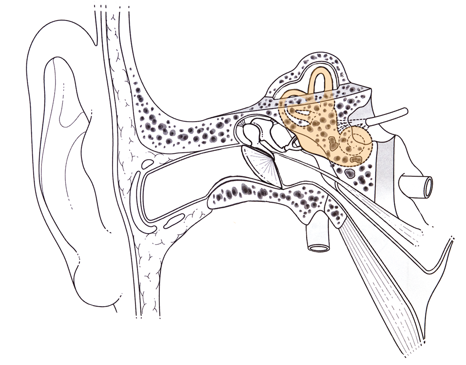 Lean Listening | Talcott Ridge Consulting